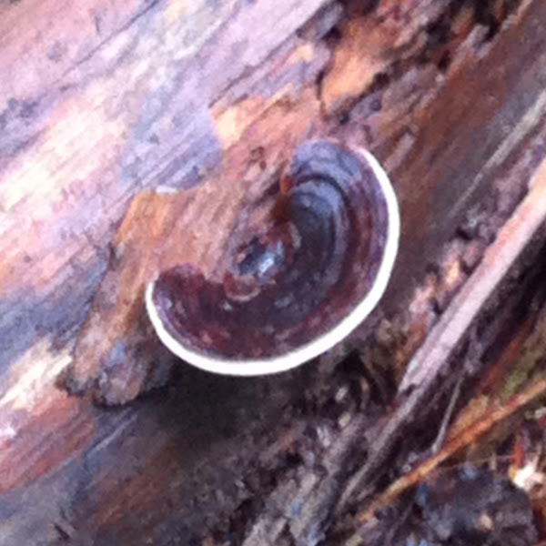 Dye Polypore | Project Noah