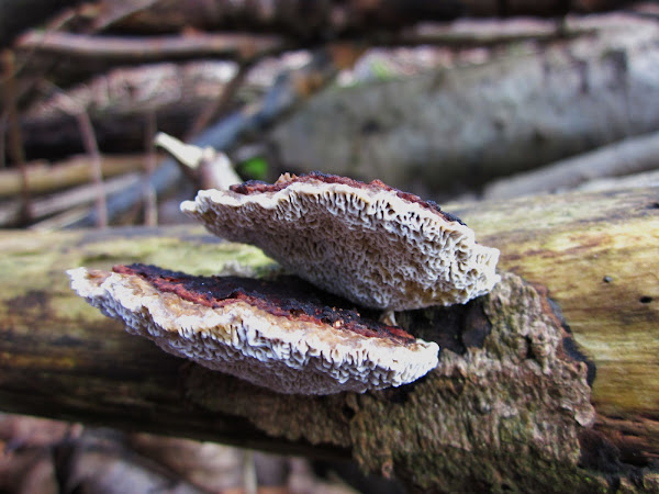 Blushing Bracket | Project Noah