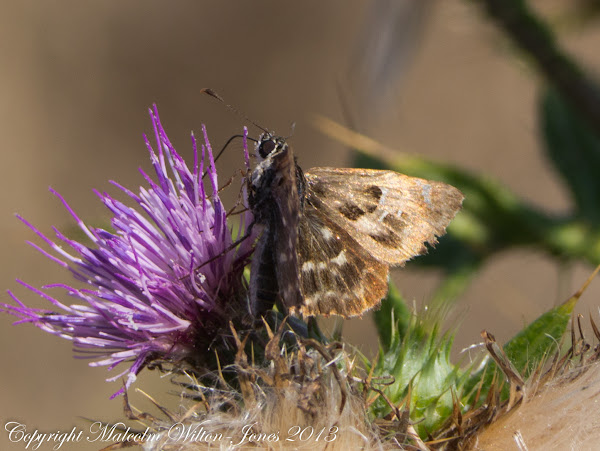 Mallow Skipper Butterfly | Project Noah
