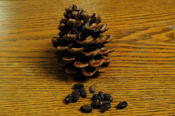 Stone pine cone | Project Noah