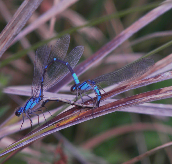Damselflies mating | Project Noah