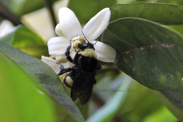 California Bumble Bee | Project Noah
