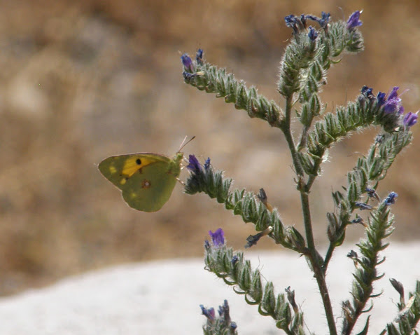 Dark Clouded Yellow | Project Noah