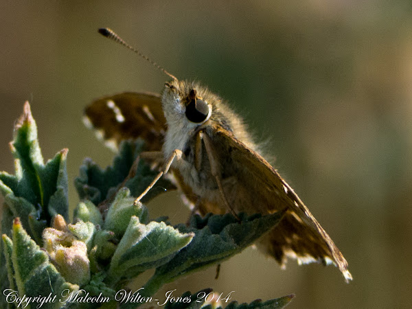Mallow Skipper | Project Noah