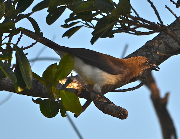 Brown Jay | Project Noah