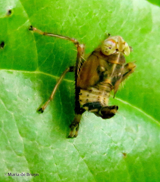 Coppery leafhopper nymph | Project Noah