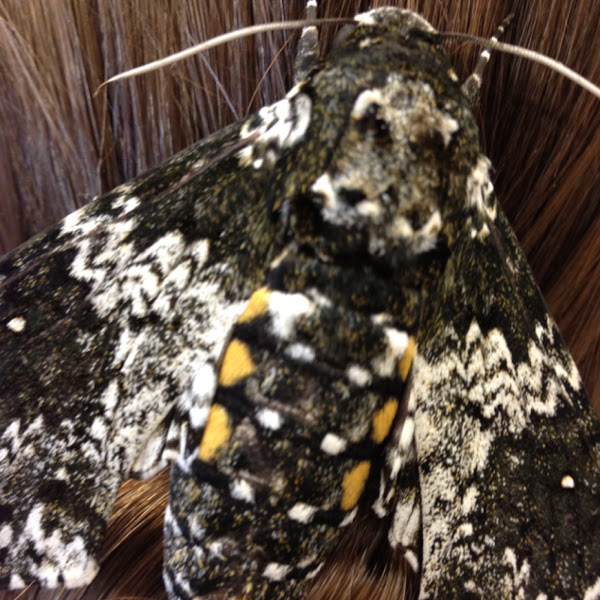 Rustic Sphinx (Hawk) Moth | Project Noah