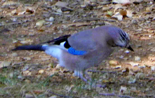 Eurasian Jay | Project Noah