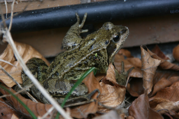 Common frogs | Project Noah