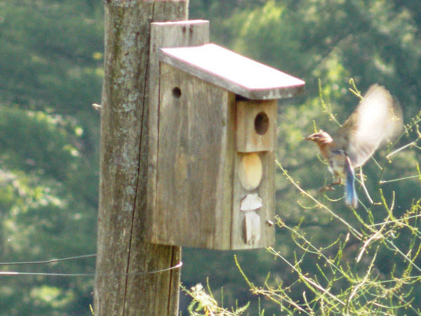 Eastern Bluebird | Project Noah