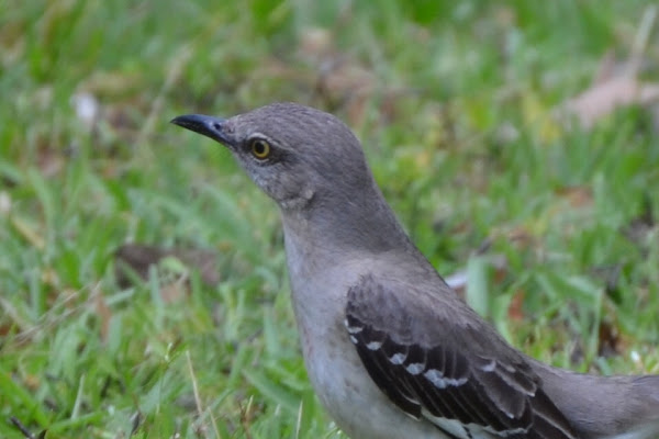 Northern Mockingbird | Project Noah