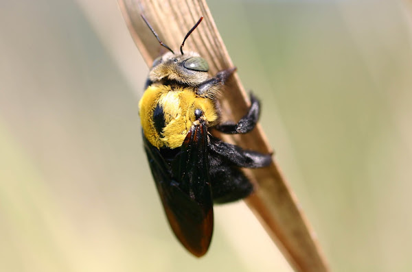 Carpenter Bee | Project Noah