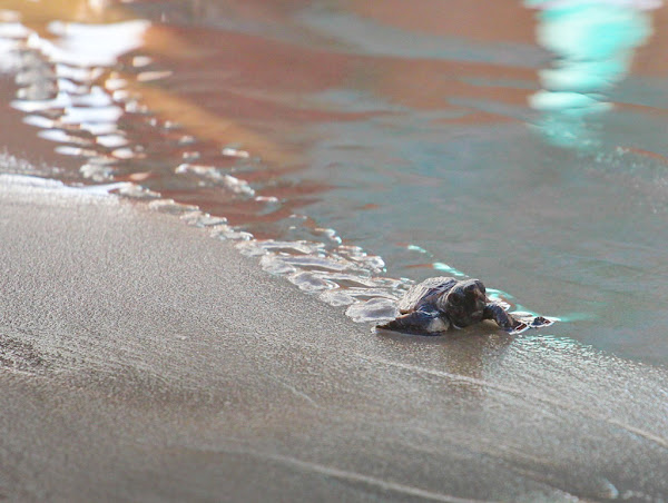 Loggerhead Turtle (baby) | Project Noah