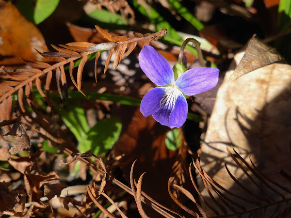 Violet | Project Noah