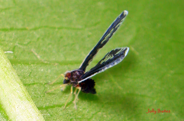 Derbid Planthopper | Project Noah