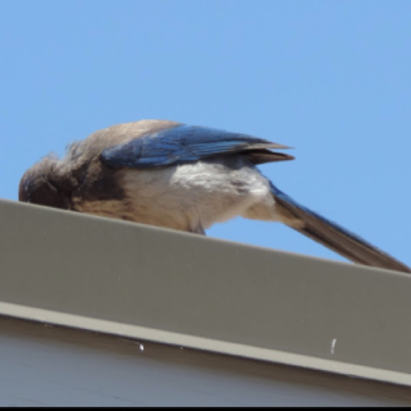 Western Scrub Jay | Project Noah