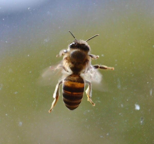 African Bee | Project Noah