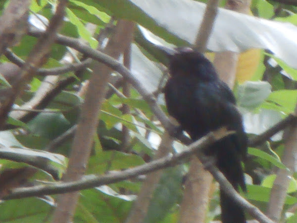 Greater Racket-tailed Drongo - male | Project Noah