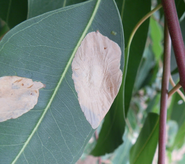 Eucalyptus leaf-blister sawfly mines | Project Noah