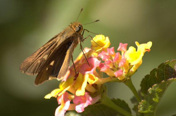 Ocala Skipper | Project Noah