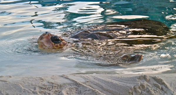 Loggerhead Sea Turtle | Project Noah