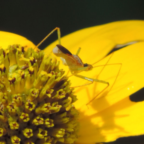 Leafhopper Assassin Bug | Project Noah