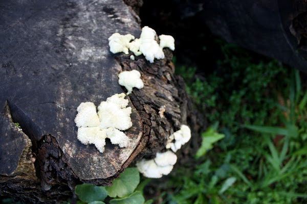 Split Gill | Project Noah