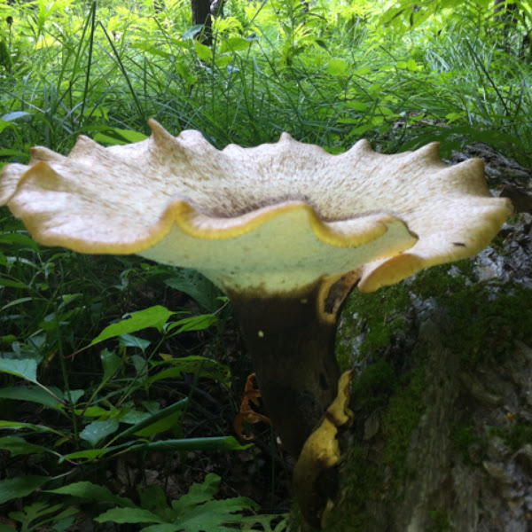 Elegant polypore | Project Noah