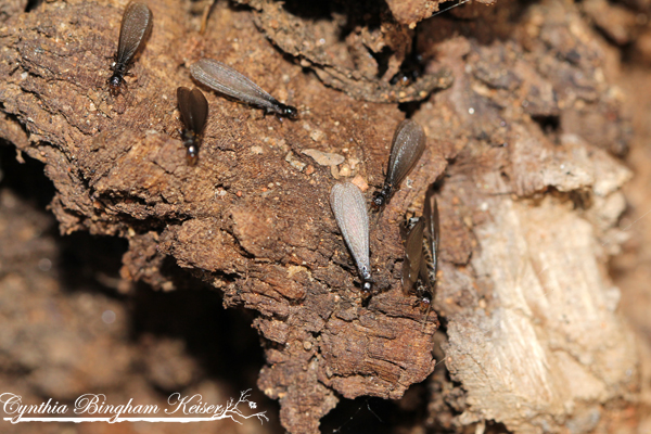 Western Subterranean Termite | Project Noah