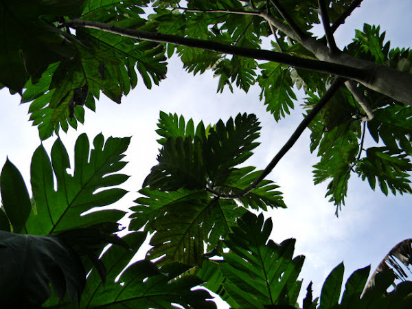 breadfruit | Project Noah