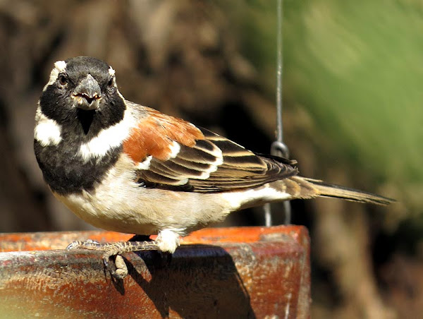 Cape Sparrow | Project Noah