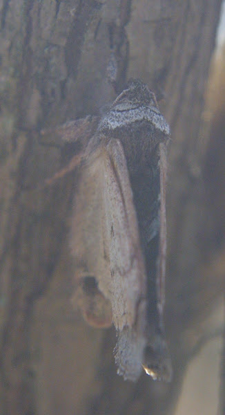 Unknown Moth | Project Noah