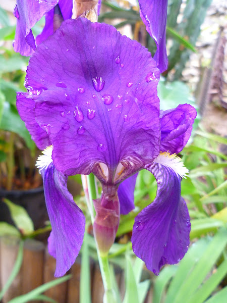 European Iris | Project Noah