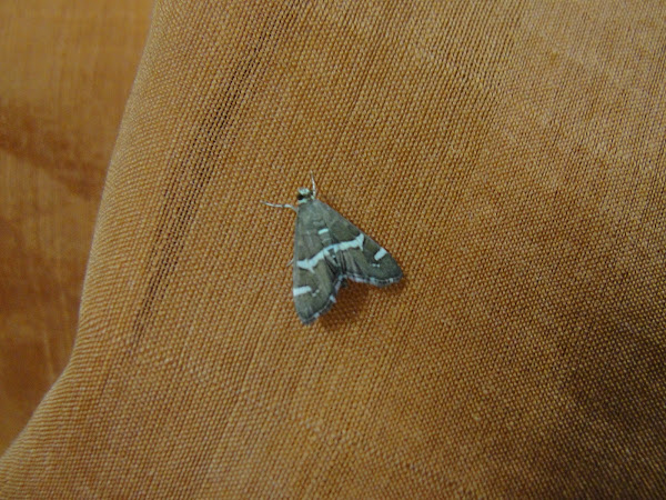 Beet Webworm | Project Noah