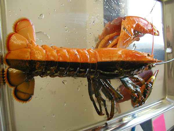 American lobster (split color variation) | Project Noah