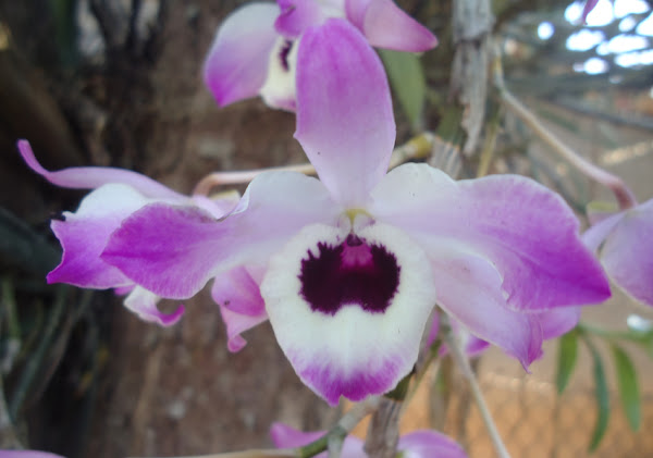 Dendrobium Nobile (Orquídea Olho-de-Boneca) | Project Noah