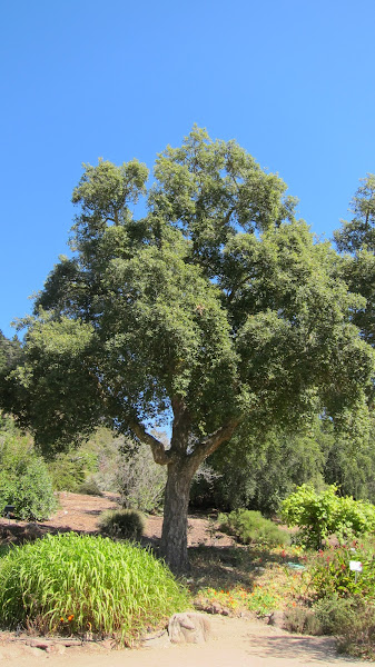 Cork Oak Tree | Project Noah