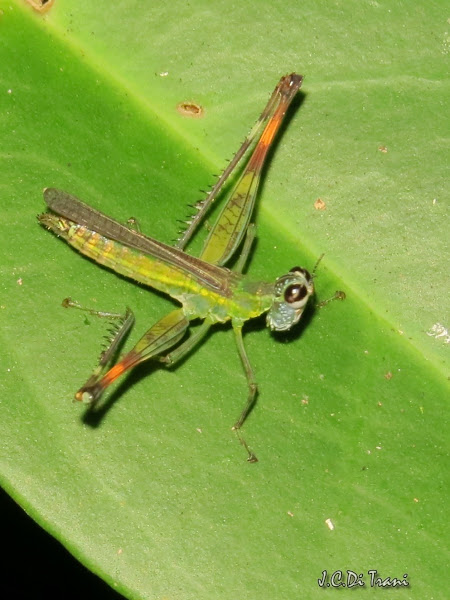 Monkey Grasshopper | Project Noah