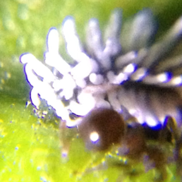Mealybug Destroyer larva | Project Noah