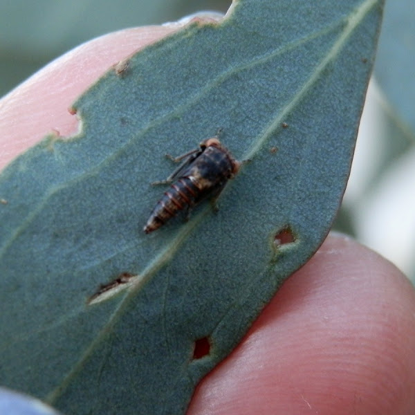 leafhopper nymph | Project Noah