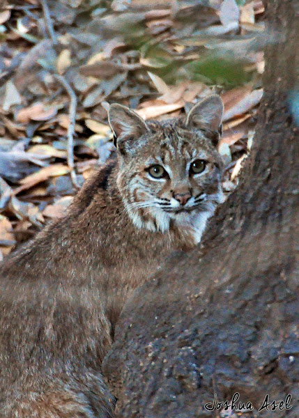 Bobcat | Project Noah