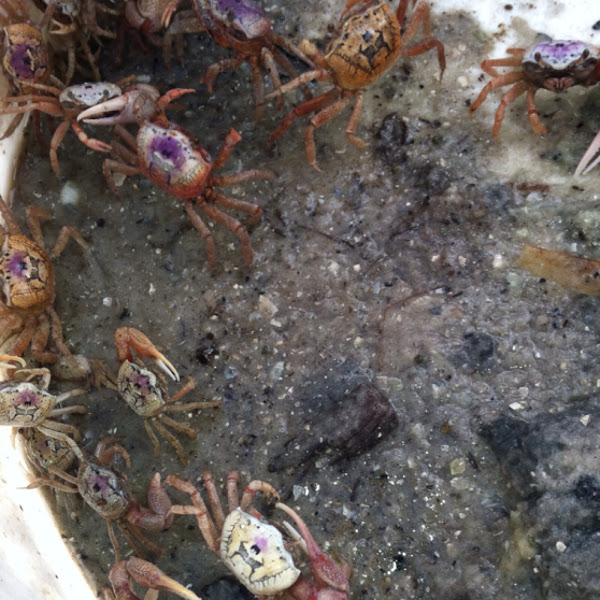 Fiddler Crab | Project Noah