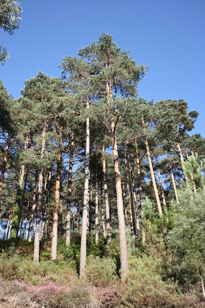 Scots Pine | Project Noah