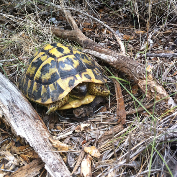 Hermann's tortoise | Project Noah