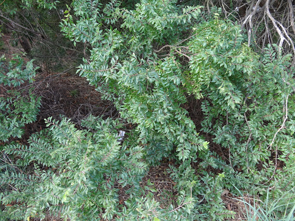 Myrtle beech | Project Noah