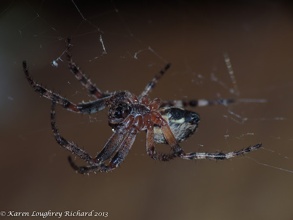 Furrow orbweaver | Project Noah