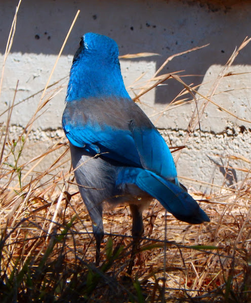 Western Scrub Jay | Project Noah