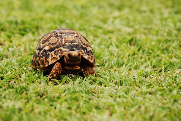 Leopard Tortoise | Project Noah