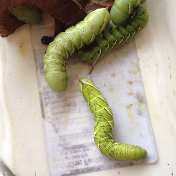 Rustic sphinx caterpillar | Project Noah