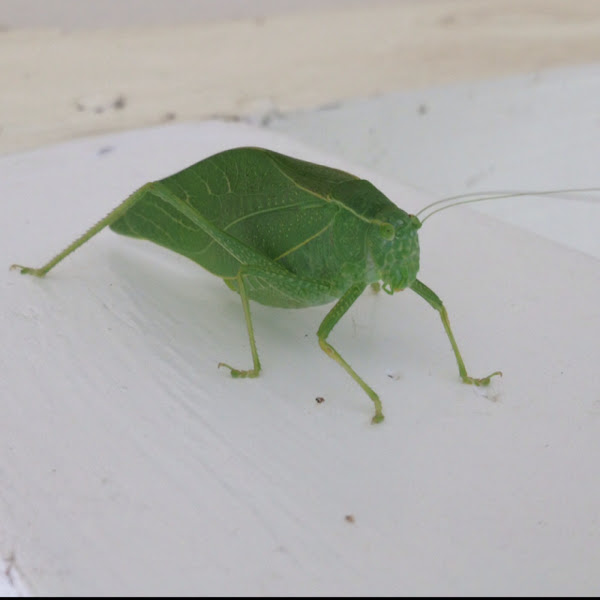 Katydid | Project Noah